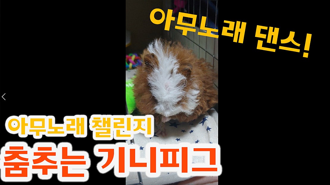 [기니피그버전] 지코 아무노래 챌린지 기니피그버전 (ZICO Any Song Challenge Cover Dance) - 네이버 TV