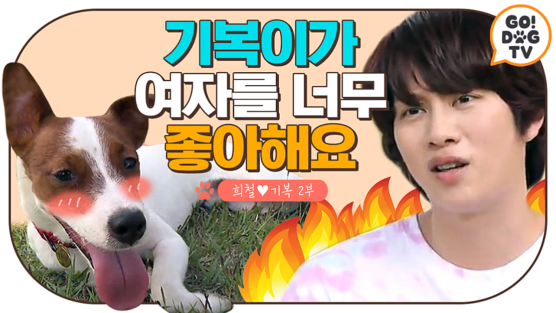 [고독tv] 핵 인 싸 기복이 주인보다 낯선 여자들을 더 좋아한다 ㅠ ㅠ 네이버 Tv