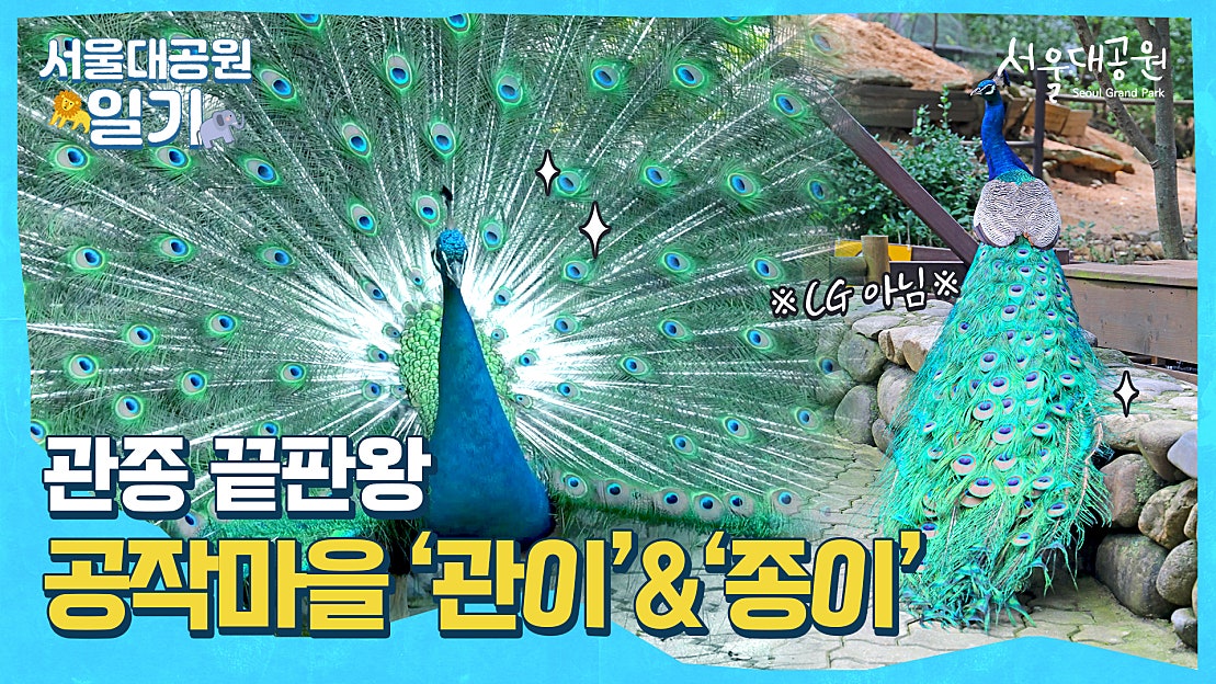 사람들 관심 싹쓰리💖 관종 서울대공원 수컷 공작새 네이버 Tv