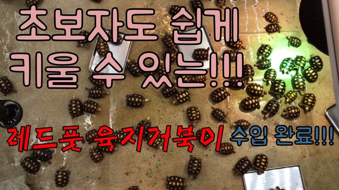 초보자도 쉽게 키울 수 있는 레드풋 육지거북이 수입 완료 네이버 Tv