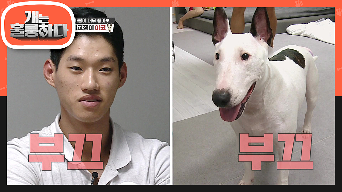 주인과 똑같이 생긴 애교쟁이 아코에게 어떤 문제가? | KBS 200914 방송 - 네이버 TV