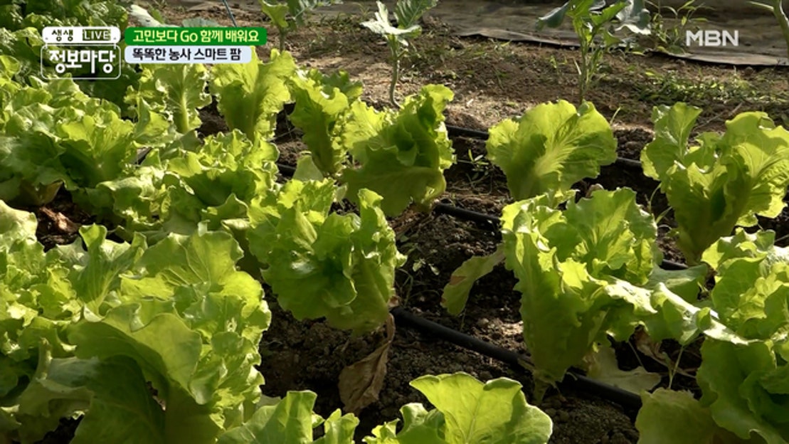 내년 생산량까지 예측할 수 있다? 똑똑한 농사 스마트팜 ' ' MBN 201012 방송 - 네이버 TV