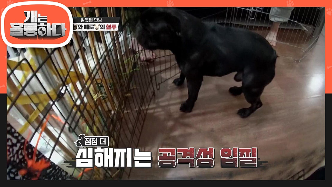 잘못된 만남?! 정키와 빼로의 집안에서의 계속되는 싸움 | KBS 210628 방송 - 네이버 TV