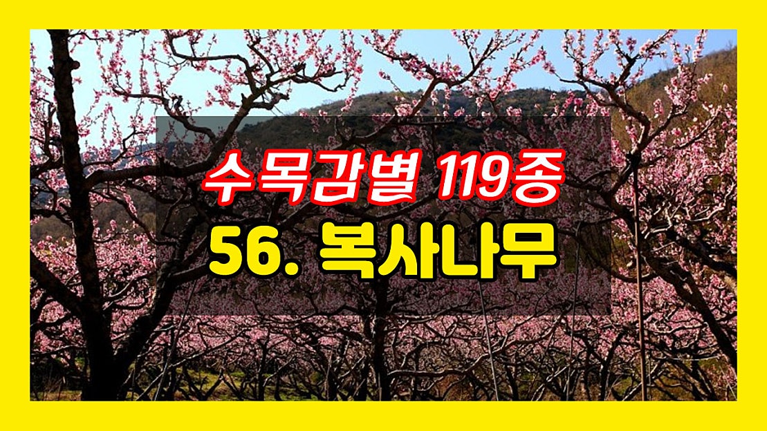 수목감별 119종 - 56. 복사나무 - 네이버 TV