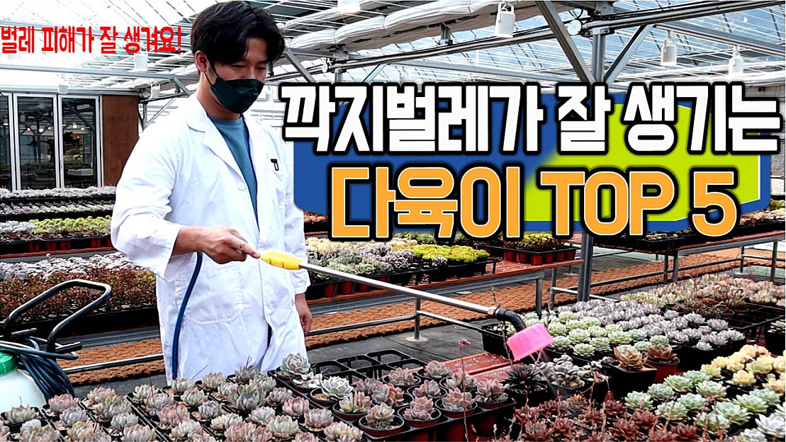 깍지벌레가 잘 생기는다육이 Top5 다육이 키우기에 미리 알고 미리 예방해요succulent 네이버 Tv