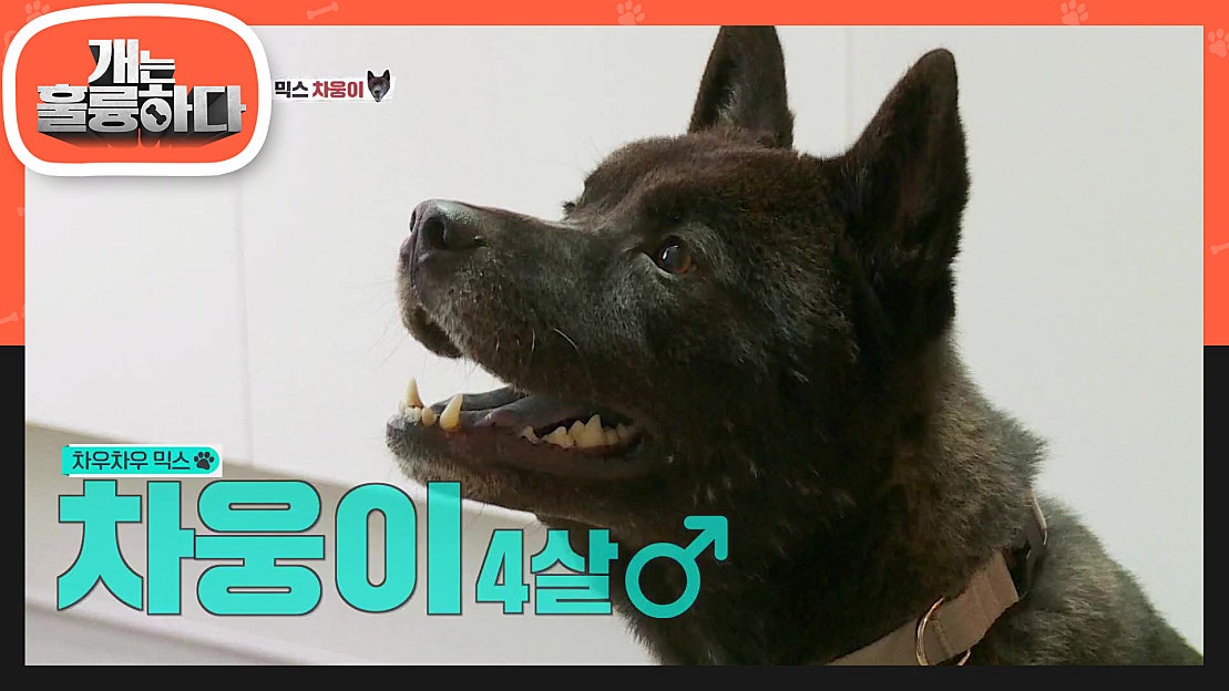 오늘의 고민견은? 챠우챠우 믹스 차웅이! | KBS 211115 방송 - 네이버 TV