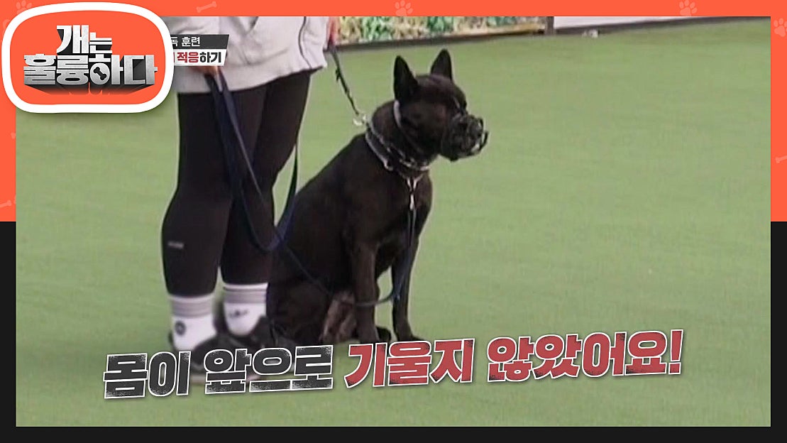 반복된 훈련의 성과가 조금씩 나온다! 헬퍼독에게 무반응인 차웅이 | KBS 211115 방송 - 네이버 TV