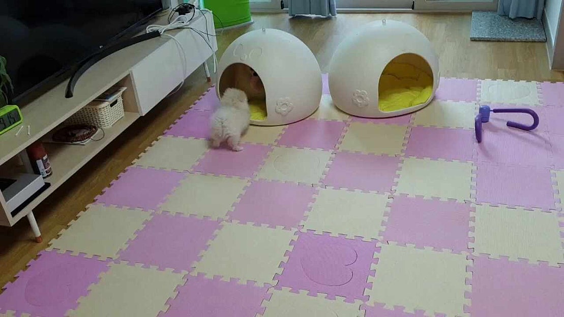 도넛장난감 하나로 아빠랑 대치중 - 네이버 TV