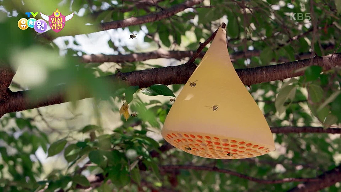 [삐뽀삐뽀 안전경찰] 벌집은 절대 건드리면 안 돼요! | KBS 220628 방송 - 네이버 TV