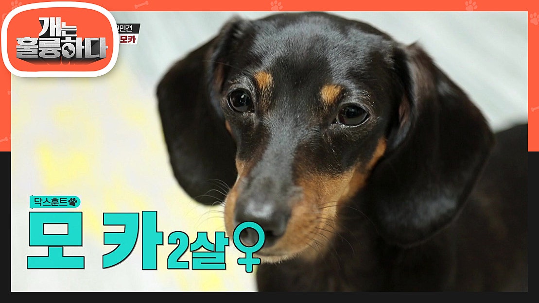 닥스훈트 모카와 가족이 된 특별한 사연! | KBS 220801 방송 - 네이버 TV