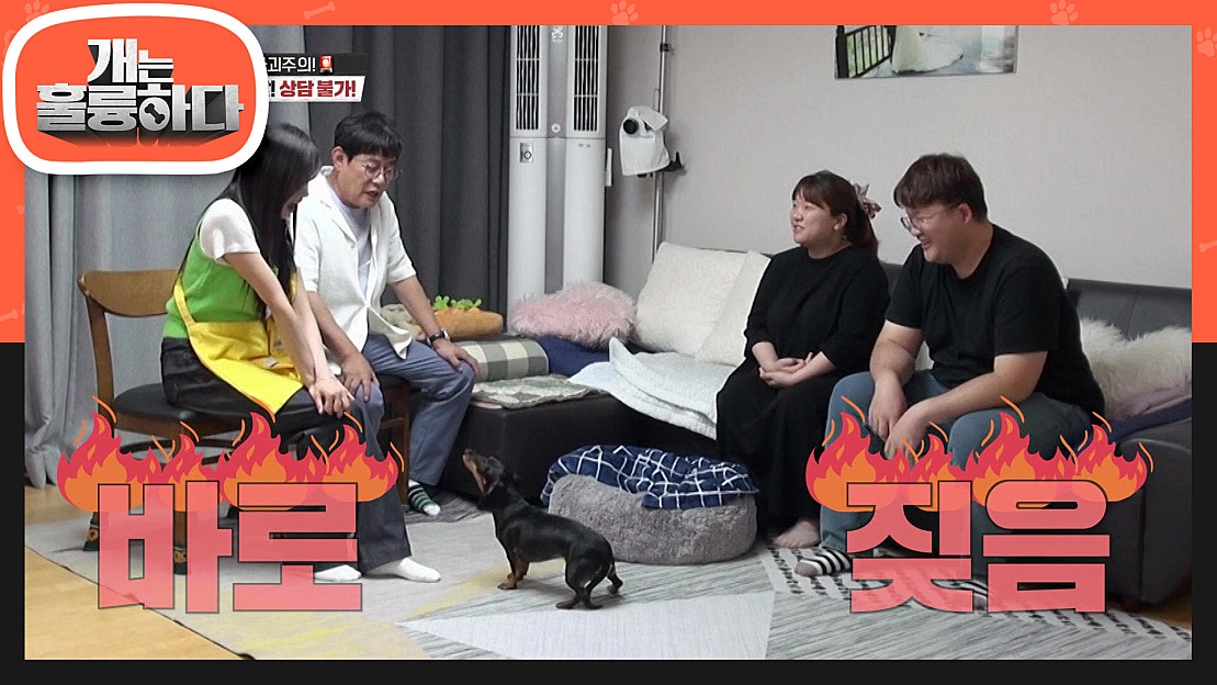 짖음 폭발! 상담 불가 수준? 친해질 수 없는 상황 | KBS 220801 방송 - 네이버 TV