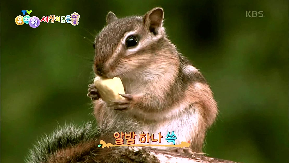 [세상의 모든 똥] 다람쥐 볼 주머니에 알밤 하나 쏙🐿 | KBS 220907 방송 - 네이버 TV