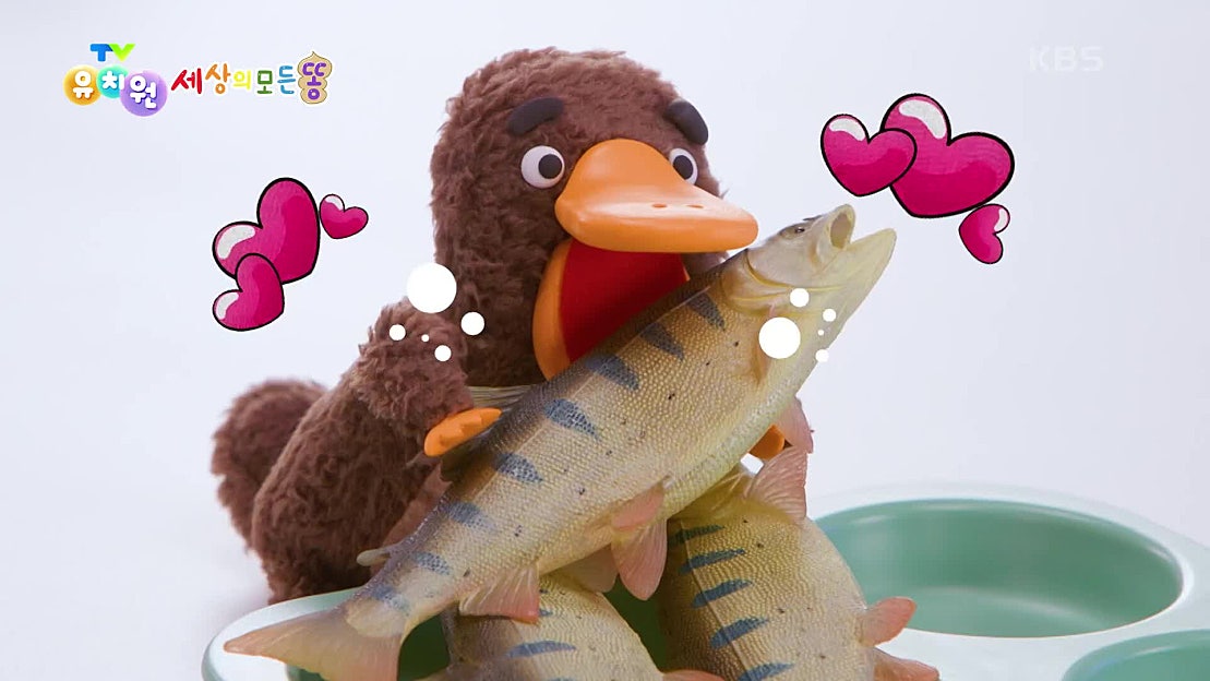 [세상의 모든 똥] 오리너구리 식사 시간! 오리너구리는 뭐 먹어~? | KBS 220914 방송 - 네이버 TV