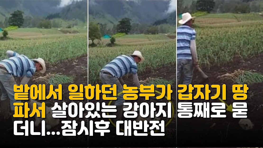 밭에서 일하던 농부가 갑자기 땅 파서 살아있는 강아지 통째로 묻더니잠시후 대반전 네이버 Tv