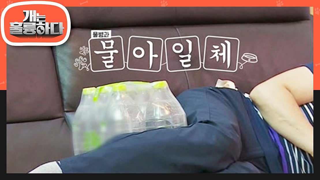 초보 보호자들이 집안 곳곳에 물병을 비치한 이유..?💦 | KBS 221017 방송 - 네이버 TV