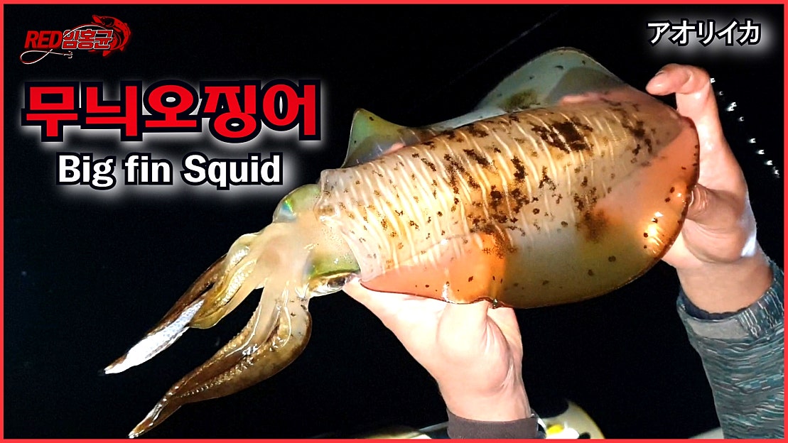 [경주] 무늬오징어 팁런낚시 2 🦑 TIP_RUN 🎣 gyeongju squid Eging lure fishing - 네이버 TV