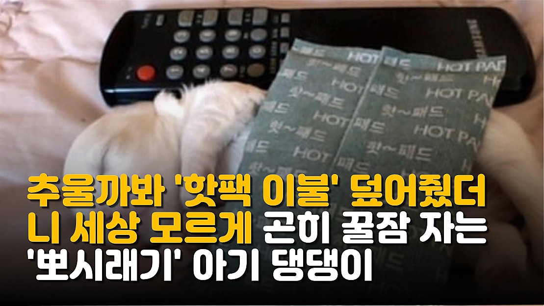 추울까봐 핫팩 이불 덮어줬더니 세상 모르게 곤히 꿀잠 자는 뽀시래기 아기 댕댕이 네이버 Tv