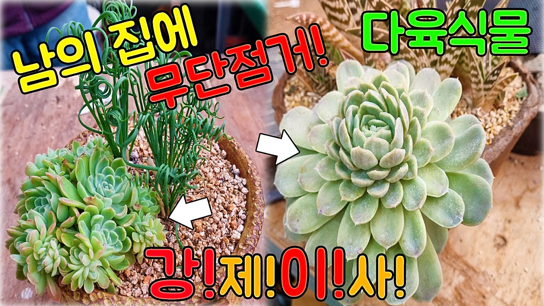 남의 화분 무단점거중인 다육식물 분갈이 멕시코스노우볼금and크리스탈 네이버 Tv