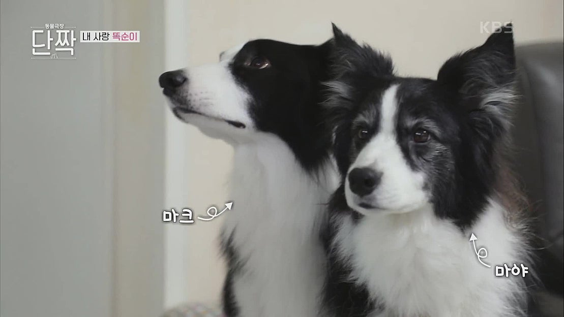 전라북도 고창군의 시골 마을, 천재견 마야네 | KBS 230107 방송 - 네이버 TV