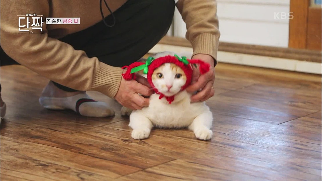 매서운 한파에도 끄떡없는 그들만의 겨울나기 | KBS 230114 방송 - 네이버 TV