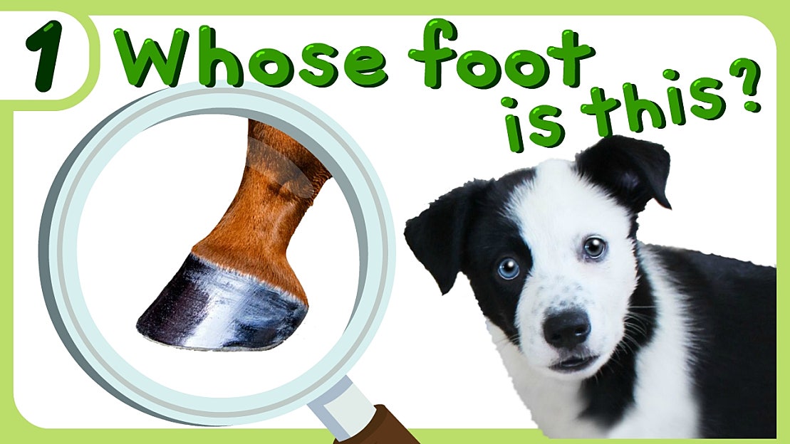 01_Whose Foot is This? | Animals Foot | 동물 발 맞추기 | 동물 관찰 영어퀴즈 - 네이버 TV