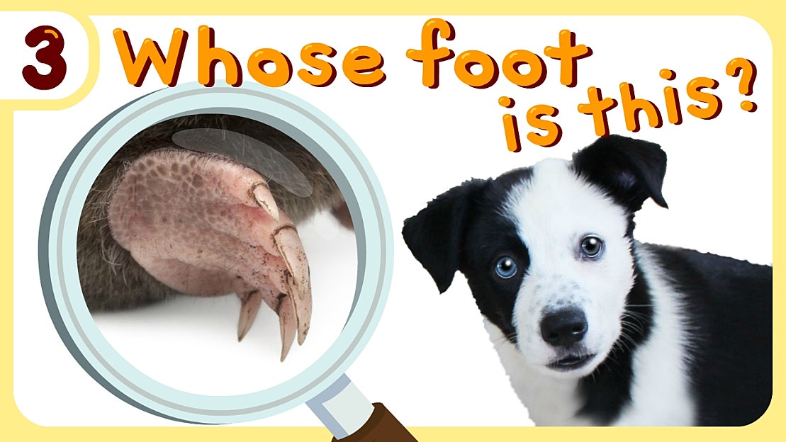 03_Whose Foot is This? | Animals Foot | 동물 발 맞추기 | 동물 관찰 영어퀴즈 - 네이버 TV