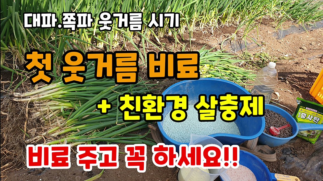 대파쪽파 추비시기 첫 웃거름비료와 친환경 토양살충제 뿌리는 이유 비료주고 꼭 하세요 네이버 Tv