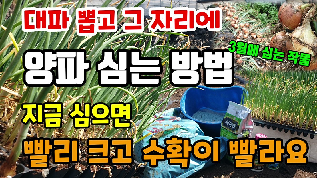 봄양파심는시기 이렇게 심어야 양파를 빨리 키워 수확할수있어요 양파밑거름 병해충방제 네이버 Tv