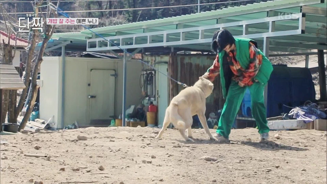 ‘개’로 시작해서 ‘개’로 끝나는 민영 씨의 하루 | KBS 230401 방송 - 네이버 TV