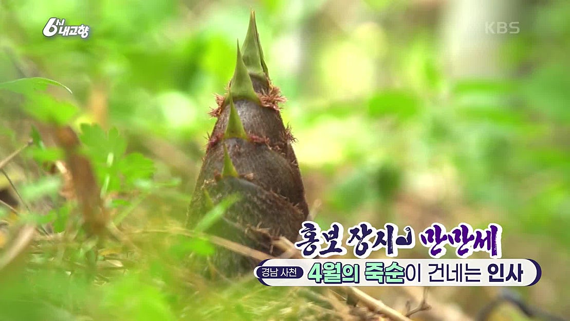 [홍보 장사 만만세] 4월의 죽순이 건네는 인사 | KBS 230425 방송 - 네이버 TV