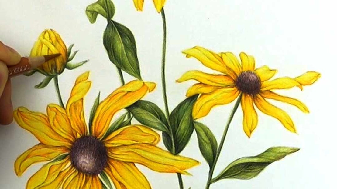 영원한 행복을 바랍니다 | 루드베키아 꽃그리기 | Flower Drawing Rudbeckia - 네이버 TV