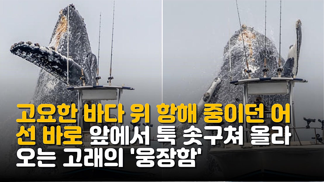 고요한 바다 위 항해 중이던 어선 바로 앞에서 툭 솟구쳐 올라오는 고래의 '웅장함' - 네이버 TV