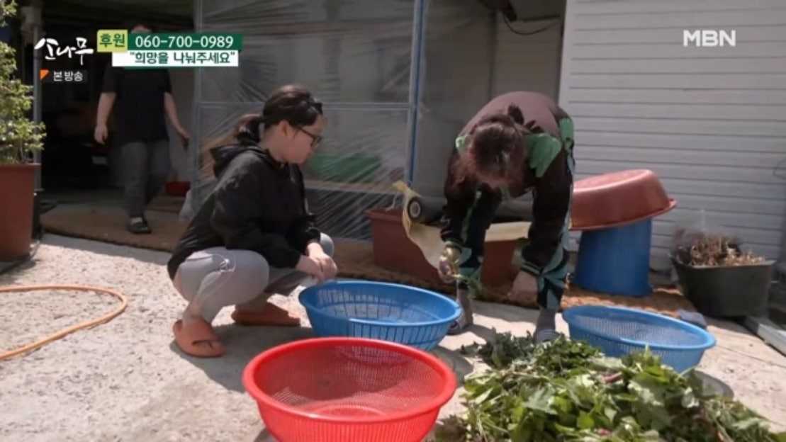 산에서 캔 나물을 손주들과 함께 정리하는 할머니 MBN 230513 방송 - 네이버 TV