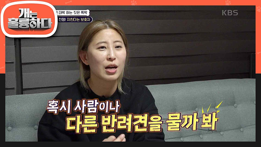 혹시 사람이나 다른 반려견을 물까 봐 산책 중 다른 반려견을 만나자 바로 피하는 보호자 Kbs 230515 방송 네이버 Tv