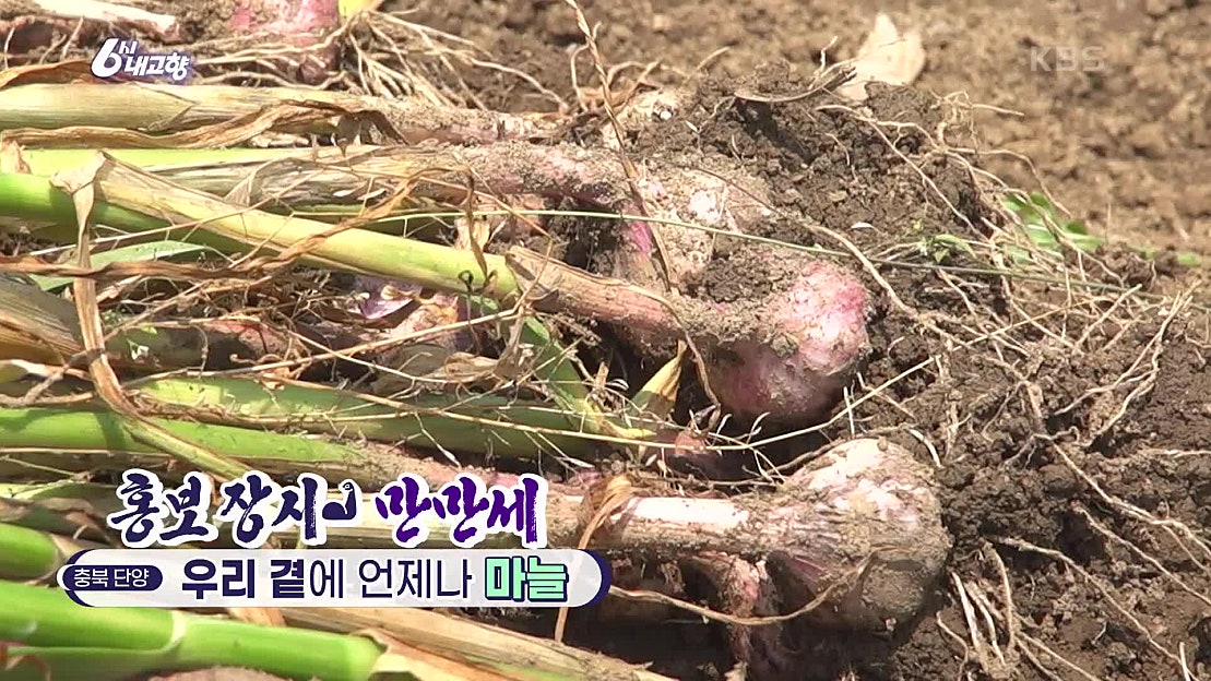[홍보 장사 만만세] 우리 곁에 언제나 마늘 | KBS 230620 방송 - 네이버 TV