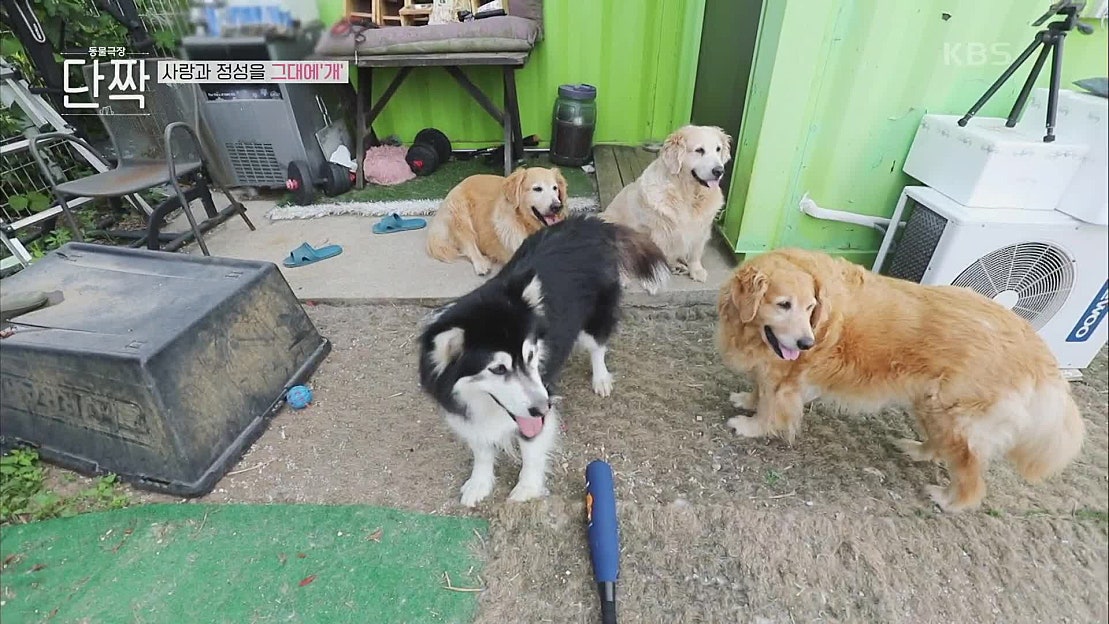 사랑과 정성을 그대에 ‘개’ | KBS 230624 방송 - 네이버 TV