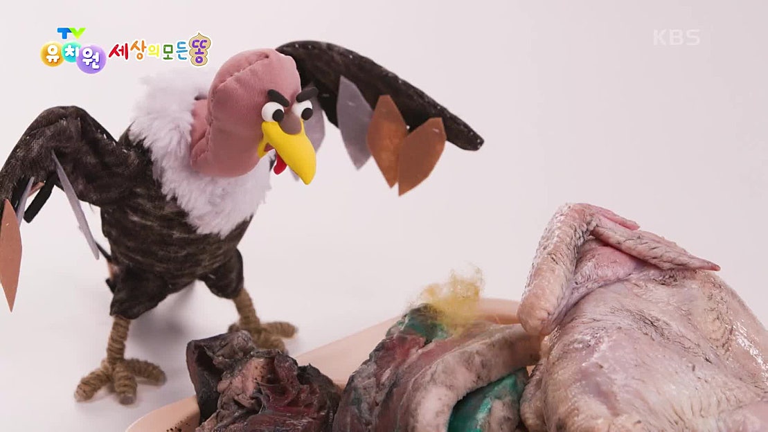 [세상의 모든 똥] 우리 독수리들은 뭘 먹을까~? 썩은 고기를 제일 잘 먹는 독수리🦅 | KBS 230712 방송 - 네이버 TV