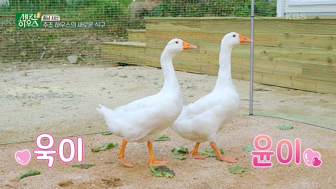 주조 하우스의 새로운 식구는~ 거위?! 거위 두 마리를 분양받은 상욱! | KBS 230720 방송 - 네이버 TV