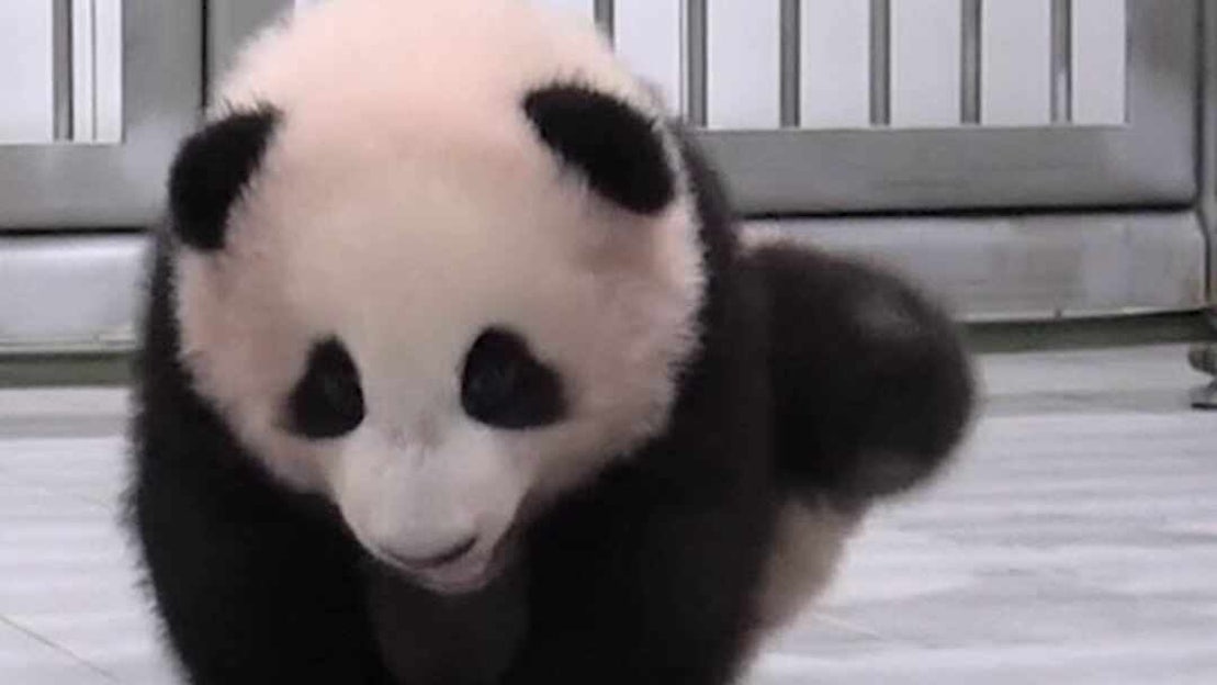 월요병 물리치러 푸바오 나가신다! 부릉부릉~.gif│#힐링푸데이 #Panda #Fubao #Aibao - 네이버 TV