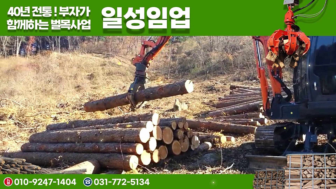 위험수제거 위험한 나무제거 피해목정리 피해수 나무정리 양평임업 벌목 작업 네이버 Tv