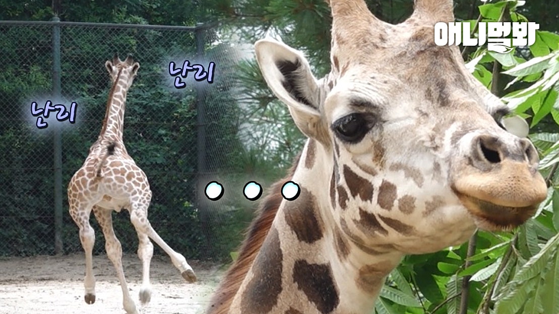 아마도 희귀 영상) 춤추는 아기 기린ㅋㅋㅋㅣReason Why Baby Giraffe Dances LOL - 네이버 TV