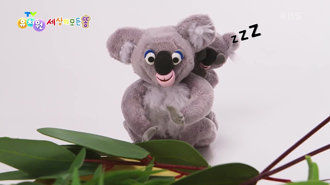 [세상의 모든 똥] 우리 코알라들은 유칼립투스 잎만 먹어! | KBS 230726 방송 - 네이버 TV