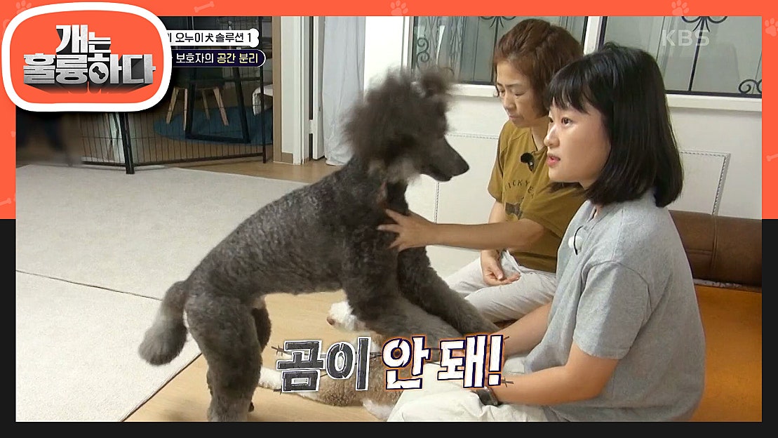 "심한 장난이 반복되는 것 같아요" 처음 겪는 엄마 보호자의 단호함에 당황한 곰이 Kbs 230814 방송 네이버 Tv
