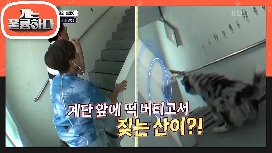 계단 앞에 떡 버티고서 짖는 산이 산이가 처음으로 입질과 공격성을 드러낸 때는 Kbs 230828 방송 네이버 Tv