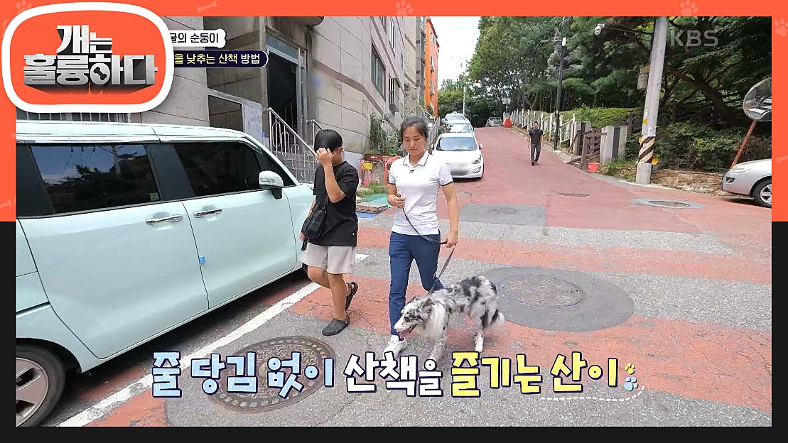 산책의 기초 완벽하게 마스터 엄마 보호자의 리드에 따라 산책을 즐기는 산이 Kbs 230828 방송 네이버 Tv