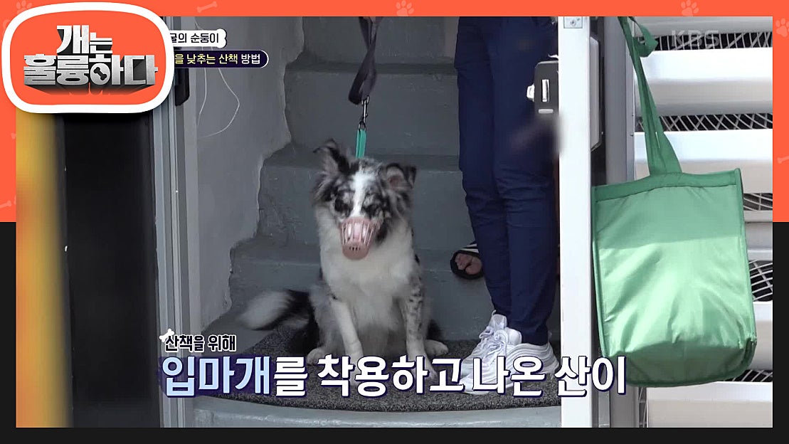 공격성을 낮추는 산책 방법 산책을 위해 입마개를 착용하고 나온 산이 Kbs 230828 방송 네이버 Tv