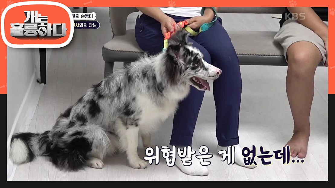 "산이는 충동적인 성향이 있어요" 주변 상황을 예민하게 받아들이는 산이 Kbs 230828 방송 네이버 Tv