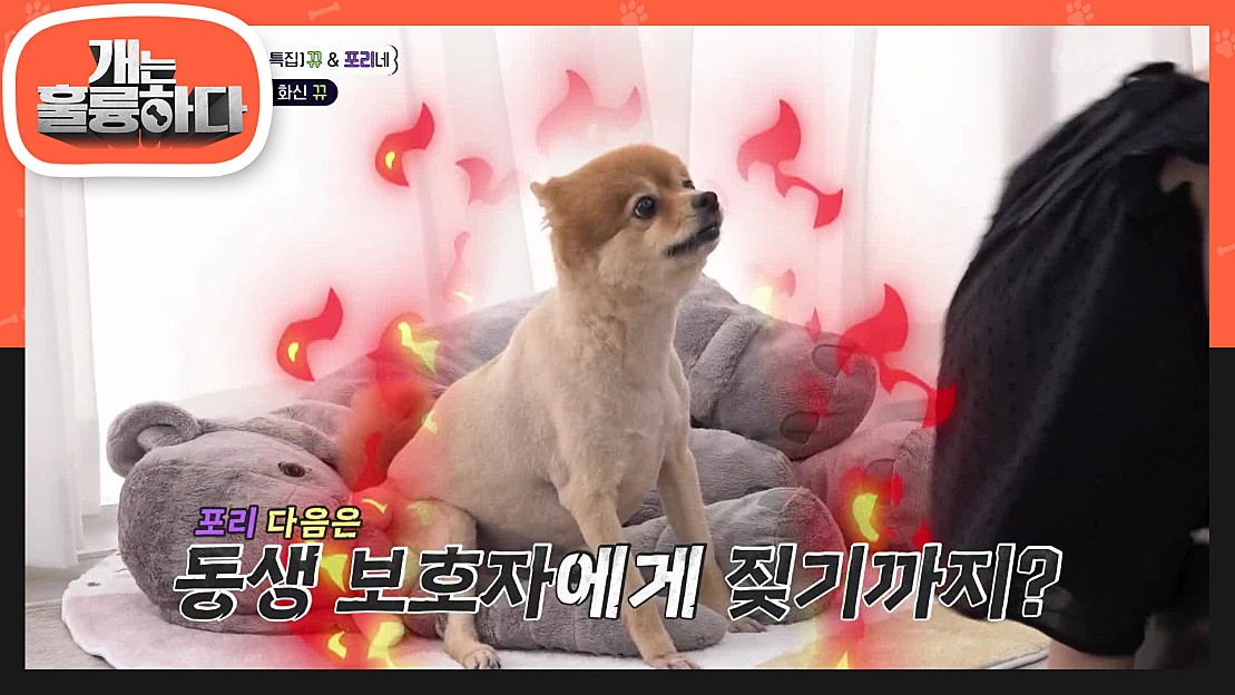 순식간에 돌변한 애교쟁이 뀨 보호자의 관심이 다른 곳으로 향하면 바로 불만 표출하는 뀨 Kbs 230911 방송 네이버 Tv