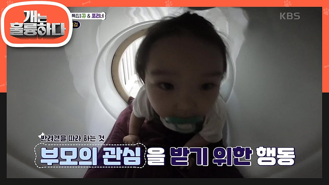 반려견을 따라 하는 동생 보호자🤣 반려견을 따라 하는 것은 부모의 관심을 받기 위한 행동 Kbs 230911 방송 네이버 Tv