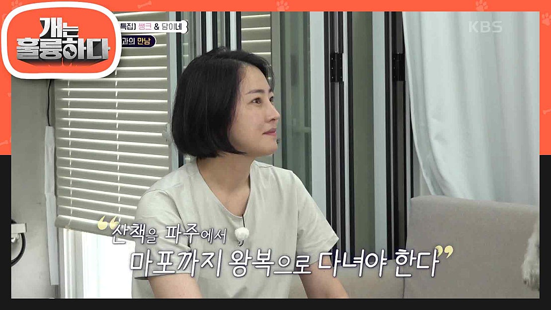 "산책을 파주에서 마포까지" 날이 갈수록 왕성해지는 쌩크와 담이의 활동량😅 Kbs 230918 방송 네이버 Tv